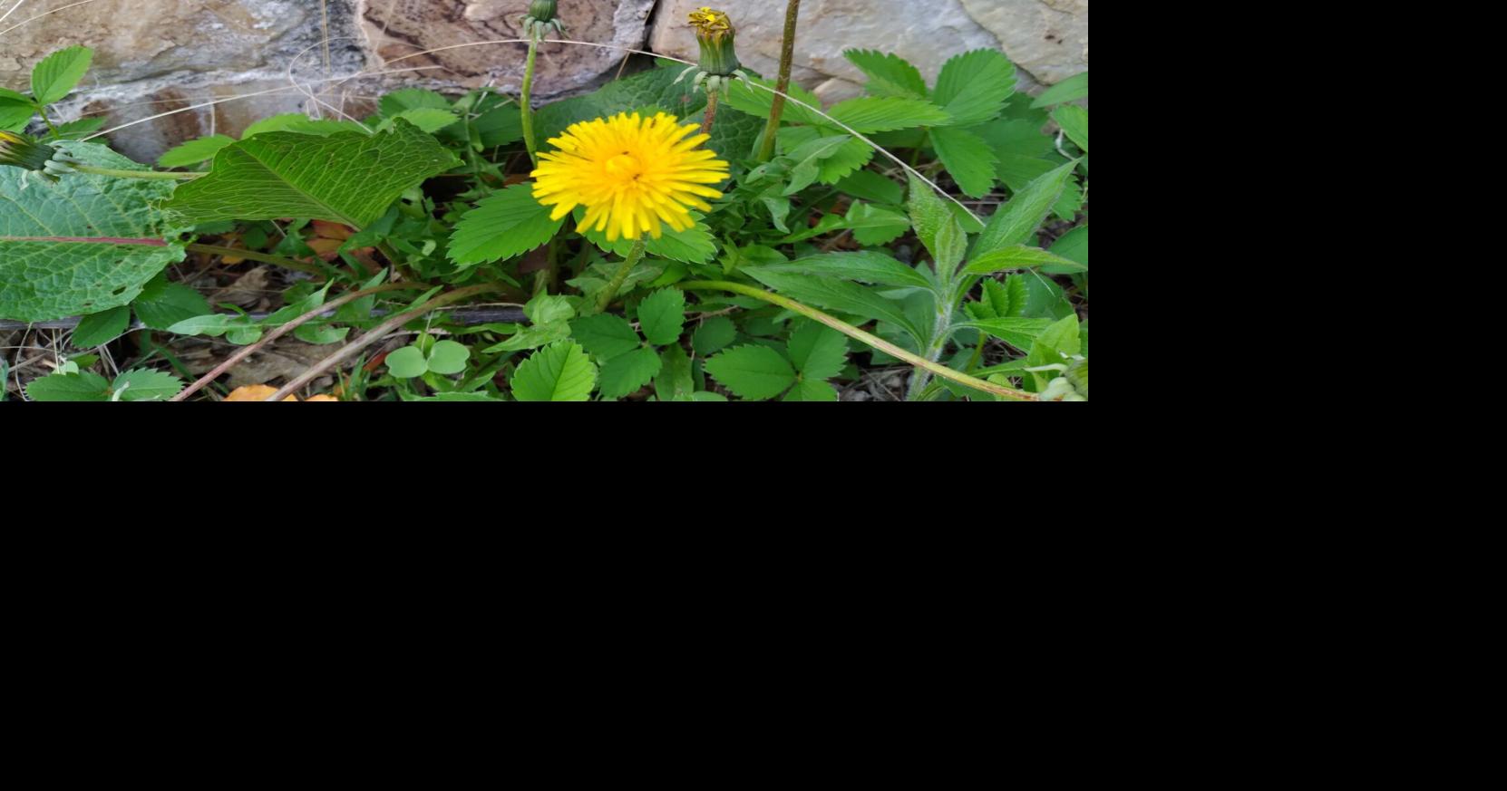 UVM Extension: Dandelions: Foe or friend? | Weekend Magazine ...