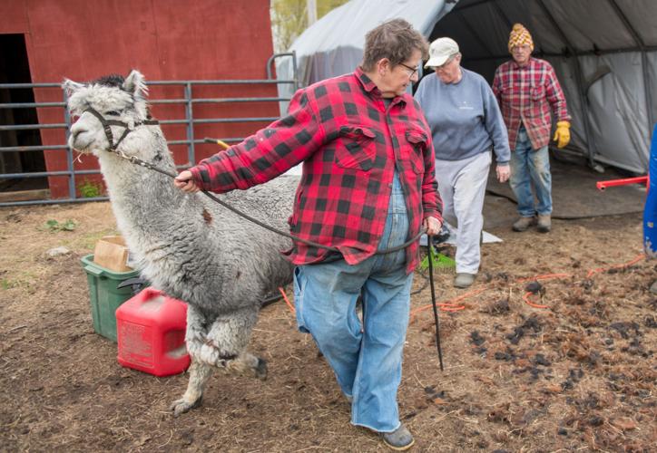 Shear joy: Trimming alpacas for summer | Snapshots | rutlandherald.com