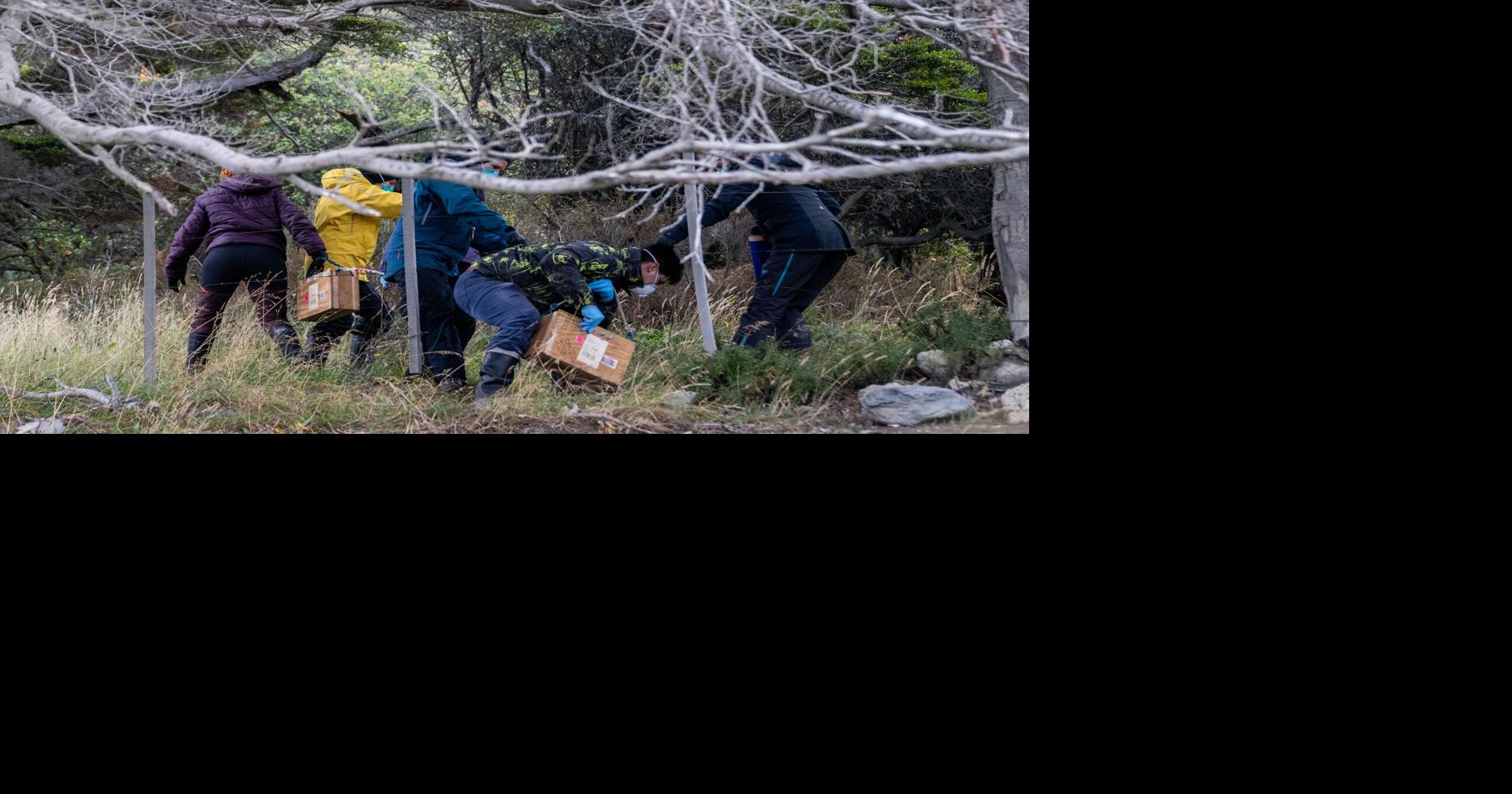 Argentines hunting for source of hantavirus outbreak trap rats in ...