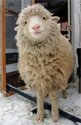 'SheepOver' author John Churchman comes to Chittenden Library on June ...