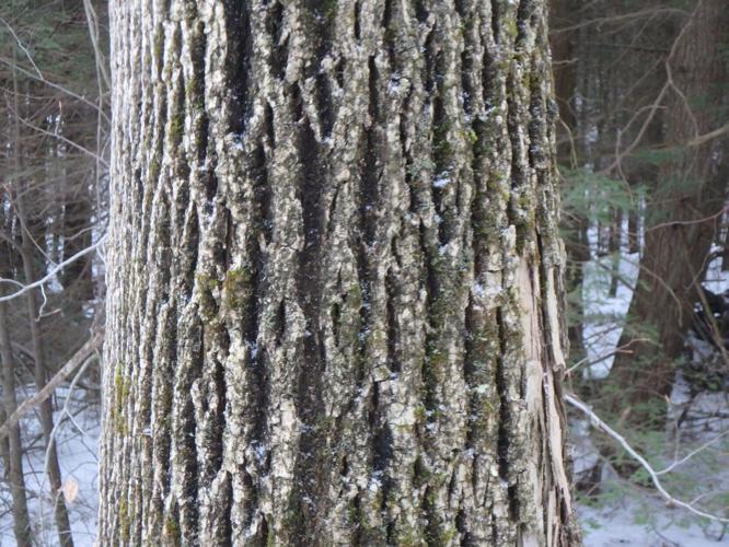 In the Garden: Identifying trees in winter | Weekend Magazine ...