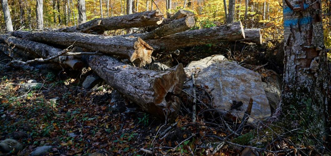Vermont sued over logging rules | Local News | rutlandherald.com