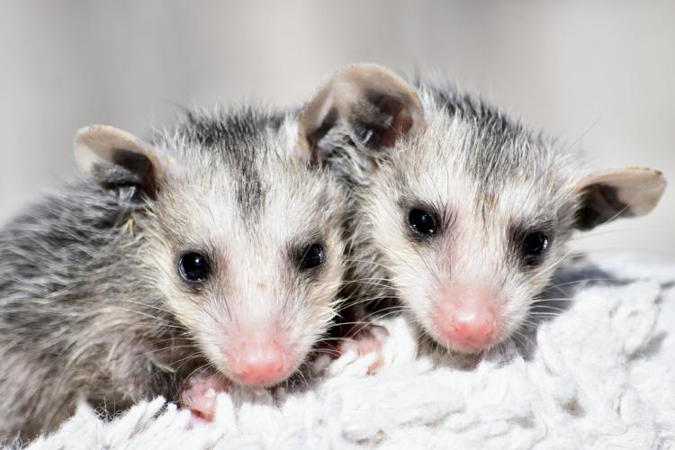 Steve Costello's Wildlife: Running wild | Weekend Magazine ...