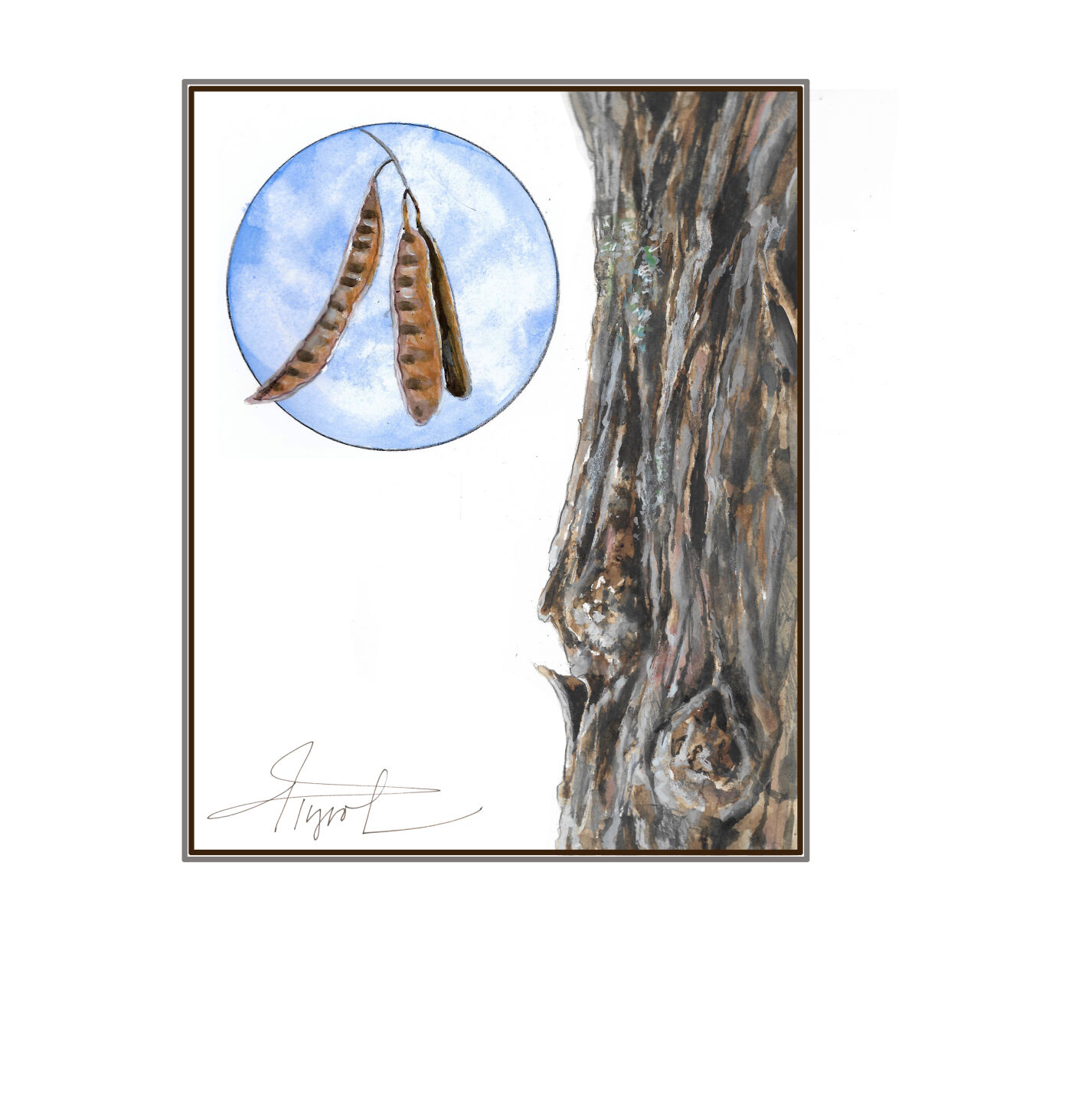 The Outside Story: Black locust, an invasive with roots? | Weekend ...