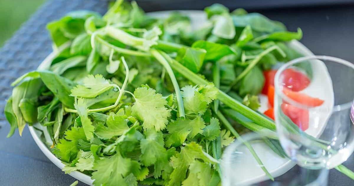 Cilantro: Love it or hate it? 7 polarizing ingredients that stir ...