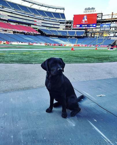 Community fundraiser kicks off for Topsfield police dog Aster | News ...