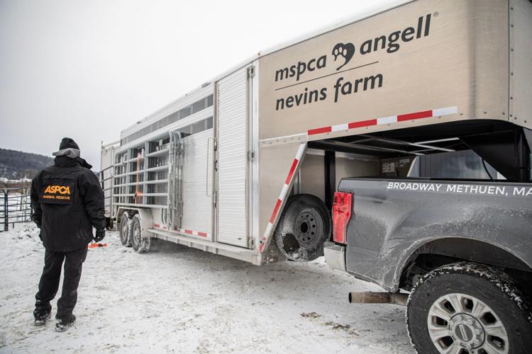 Mspca At Nevins Farm
