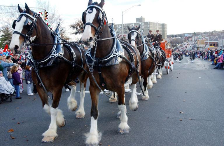 Clydesdales, broncos and cows, oh my! | Local News | salemnews.com