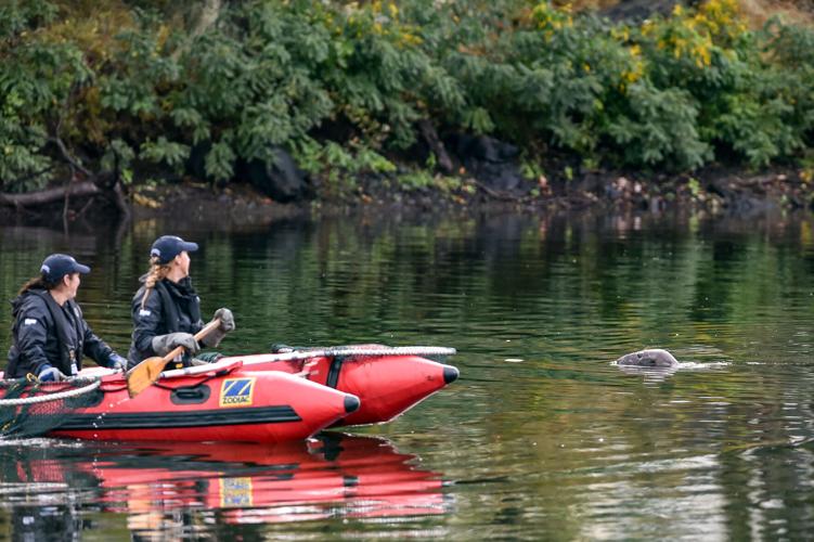 The secret life of Shoebert: Beverly rescue was not seal's first time ...