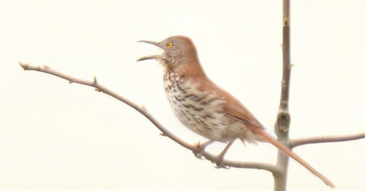 Bird Watch: Sightings from the North Shore and beyond | Lifestyles ...
