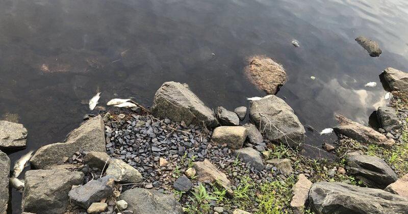 Middleton fish kill unrelated to algae treatment, officials say | Local ...