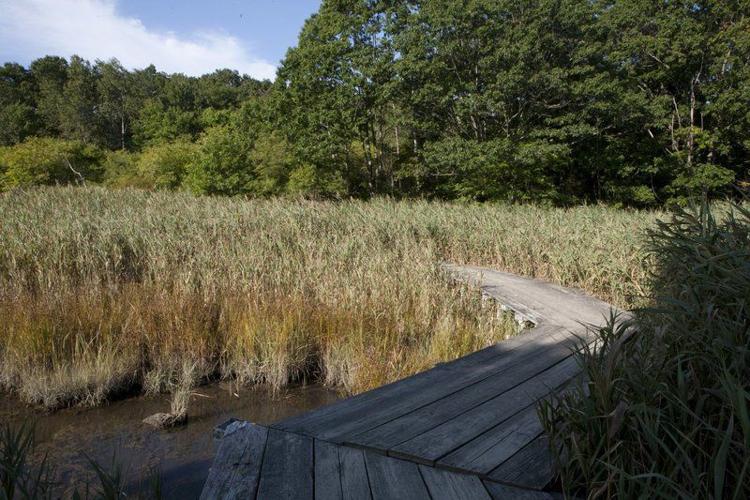Into the deep woods of South Salem | Local News | salemnews.com
