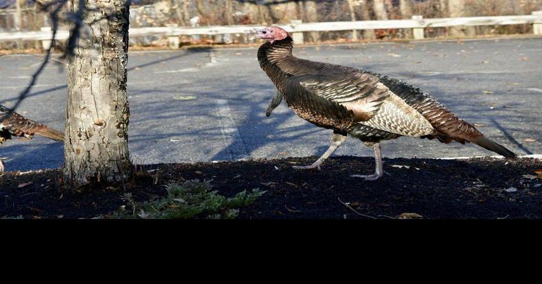 The ones that got away: Neighbors, wild turkeys finding ways to co ...