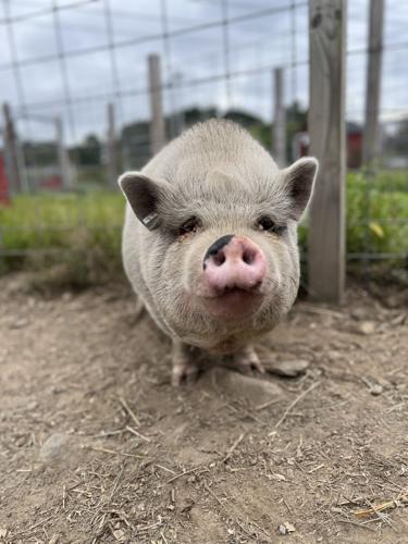 Piggies and doggies and cats, oh my!: Nevins Farm waives fees for ...