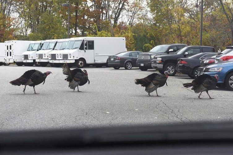 The ones that got away: Neighbors, wild turkeys finding ways to co ...