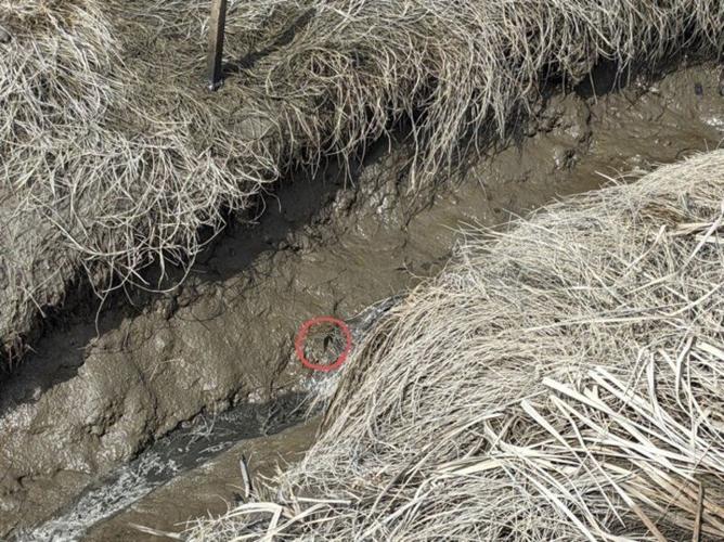 Salt marsh restoration project gets $1M boost | Local News | salemnews.com