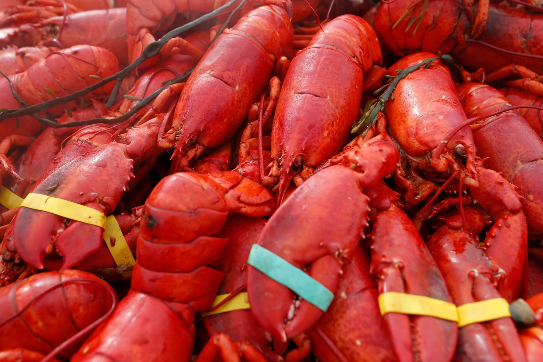 Oysters, crab and $400,000 worth of lobster meat stolen in New England ...