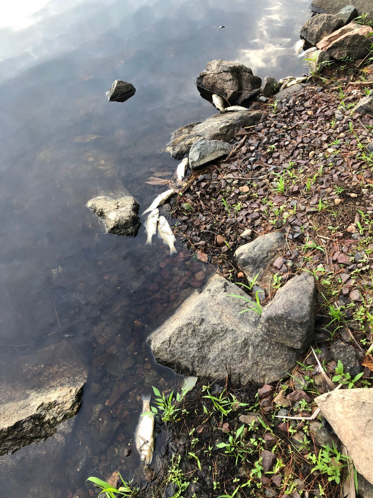 Algae treatment kills fish in Middleton Pond | News | salemnews.com