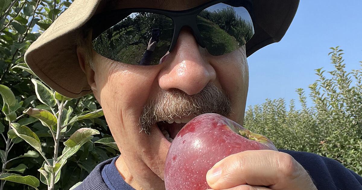Jerry Zezima: How do you like them apples? | News | salemnews.com