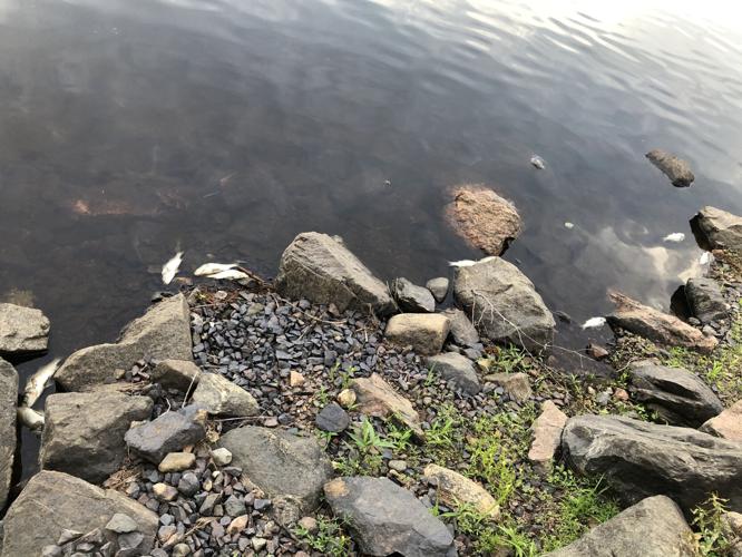 Algae treatment kills fish in Middleton Pond | News | salemnews.com