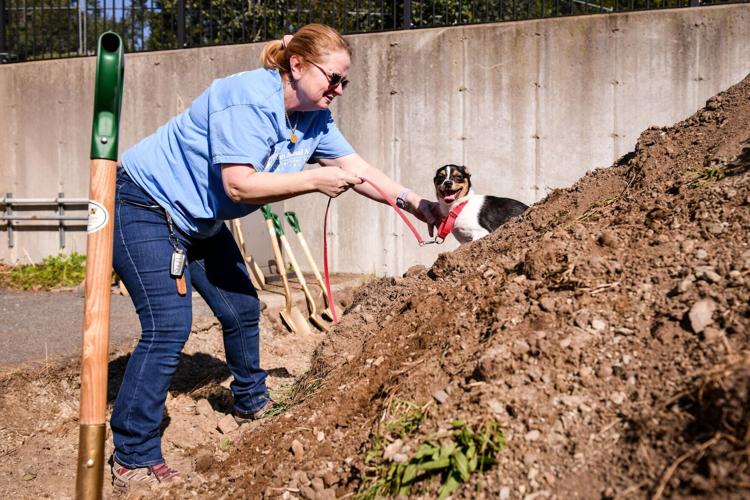Cape Ann Animal Aid breaks ground on new Wing of Hope | News ...