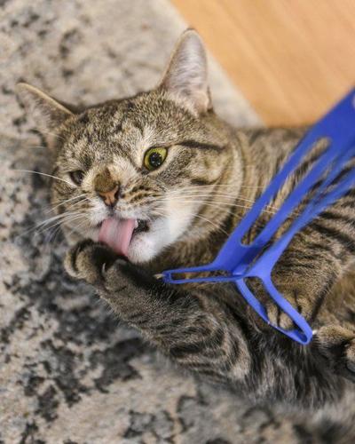'Meet Maya Cat': Tabby spreads disability awareness in new children's ...