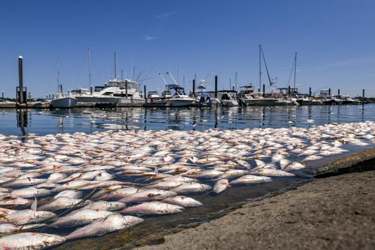 Torn net yields large catch of dead fish in Salem Harbor | News ...