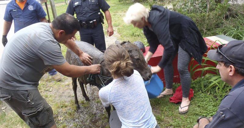 Donkey rescued from storm drain in Hamilton | Local News | salemnews.com