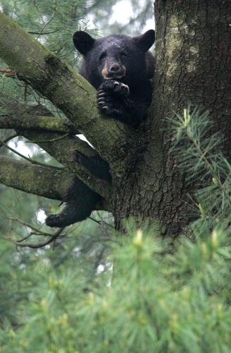 Beware of bears: Living with opportunistic predators | News | salemnews.com