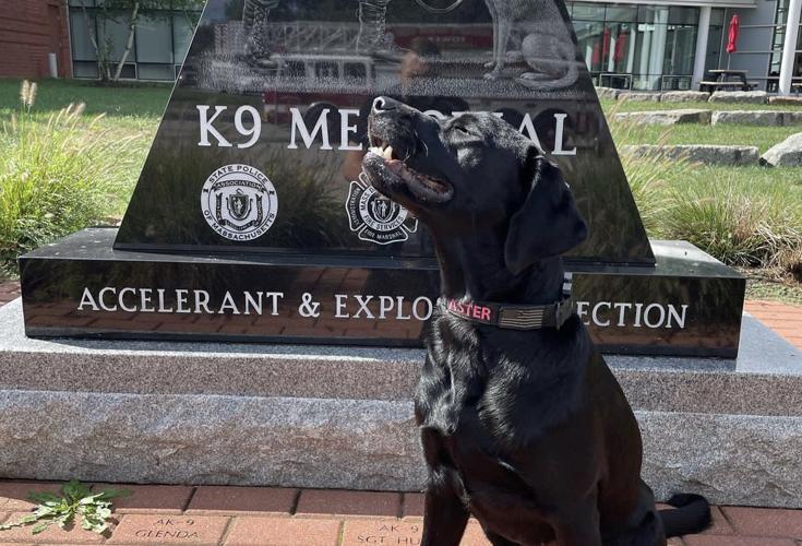 Community fundraiser kicks off for Topsfield police dog Aster | News ...
