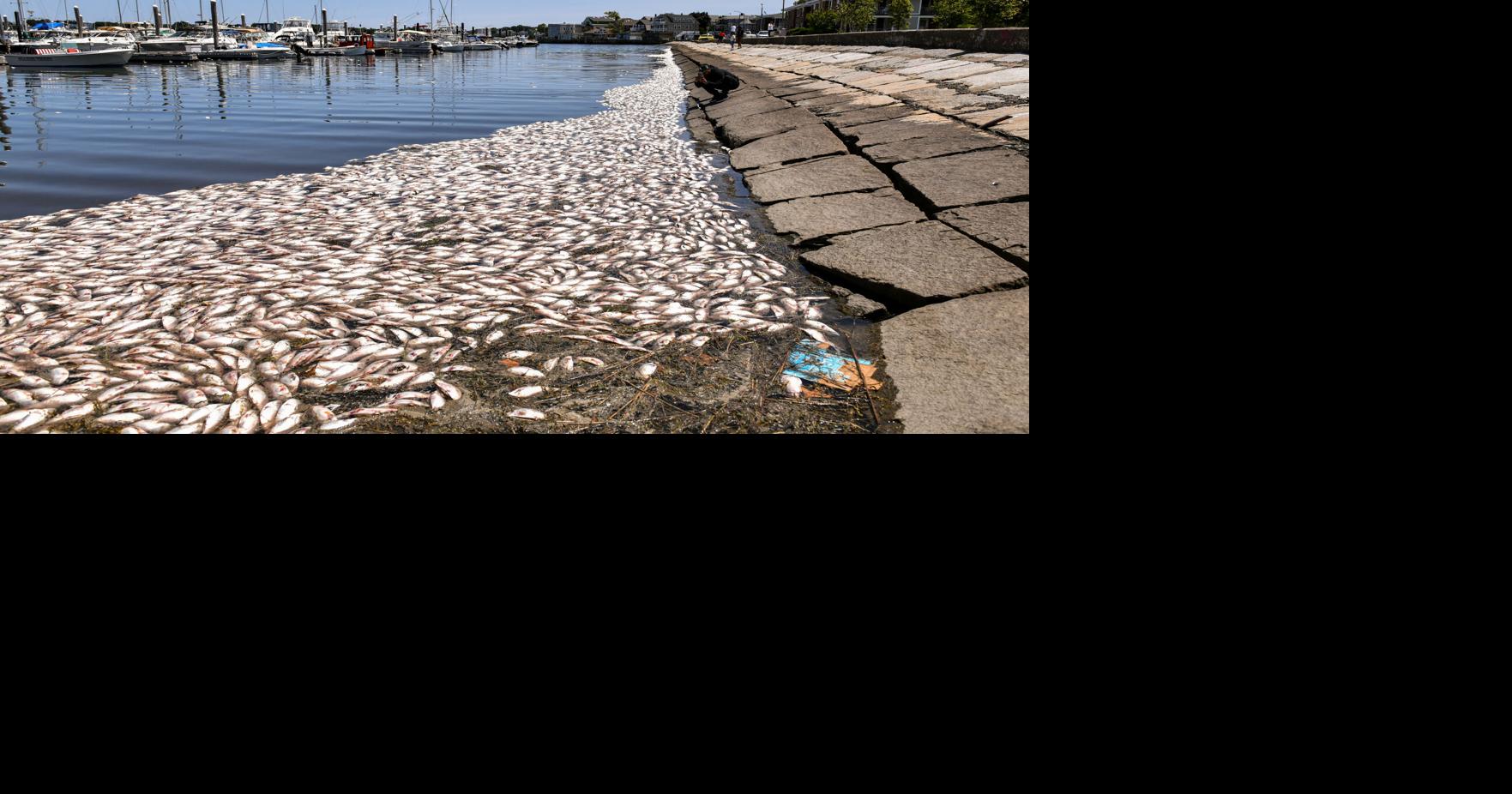 Dead fish spill into Salem Harbor; officials let nature take its course ...