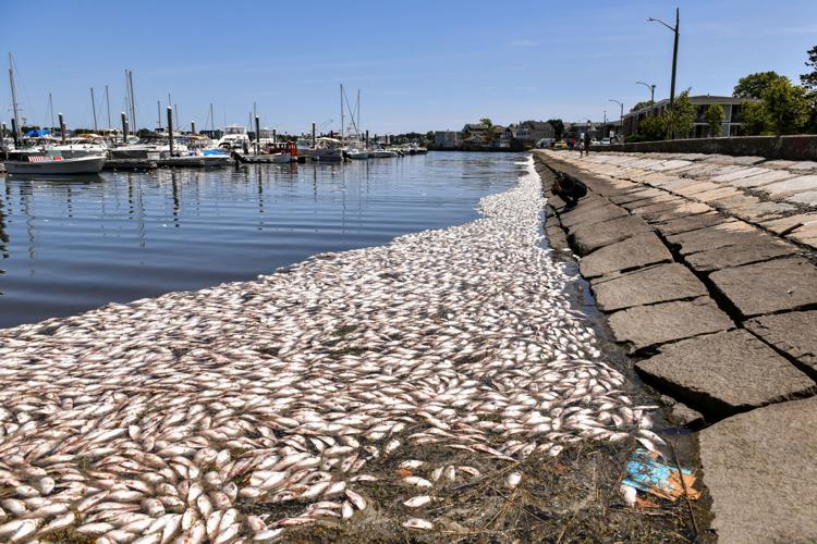 Torn net yields large catch of dead fish in Salem Harbor | News ...