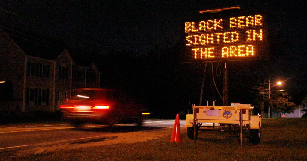 Beware of bears: Living with opportunistic predators | News | salemnews.com