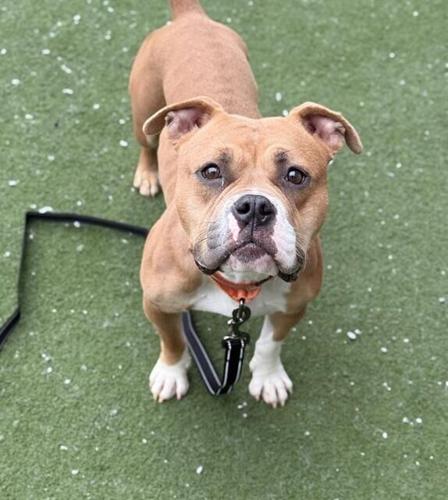 MSPCA-Angell holding 'urgent' fee-waived adopt-a-thon | Local News ...