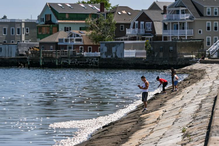 Torn net yields large catch of dead fish in Salem Harbor | News ...