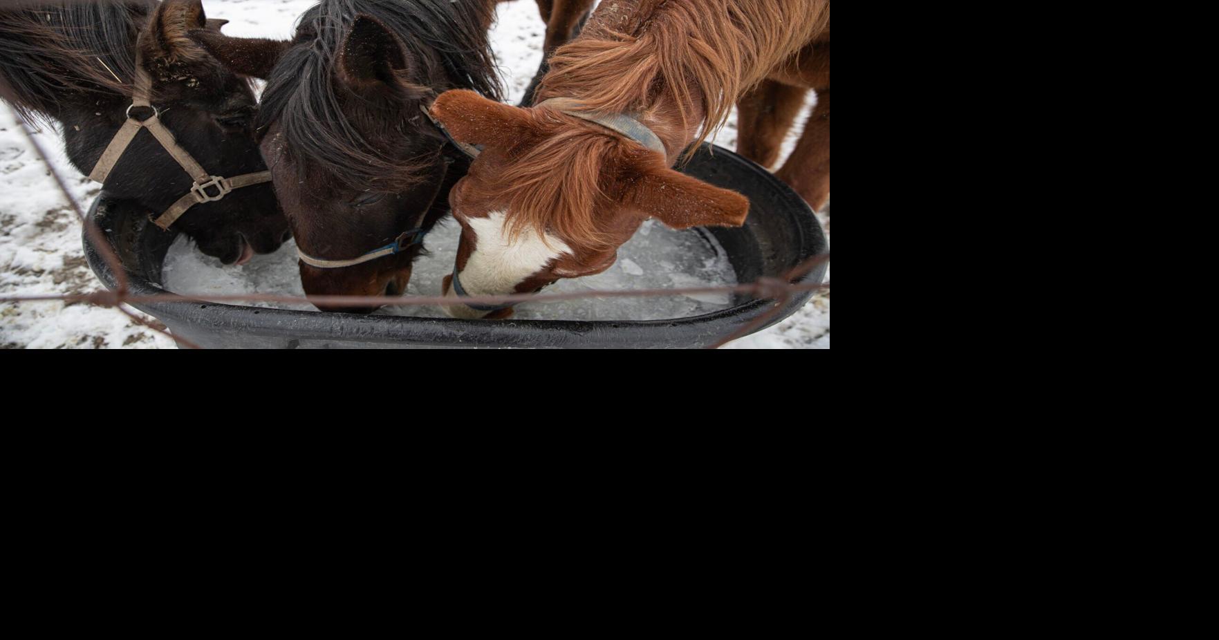 MSPCA Nevins helps in New York farm rescue | News | salemnews.com