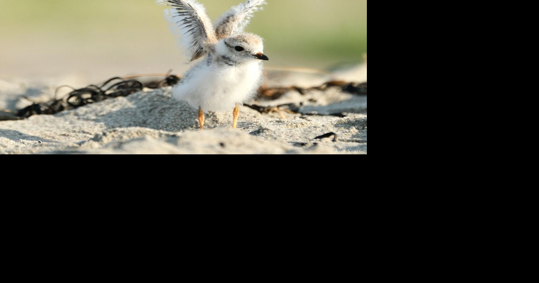 Despite loss of chicks to storms, piping plover efforts deemed ...