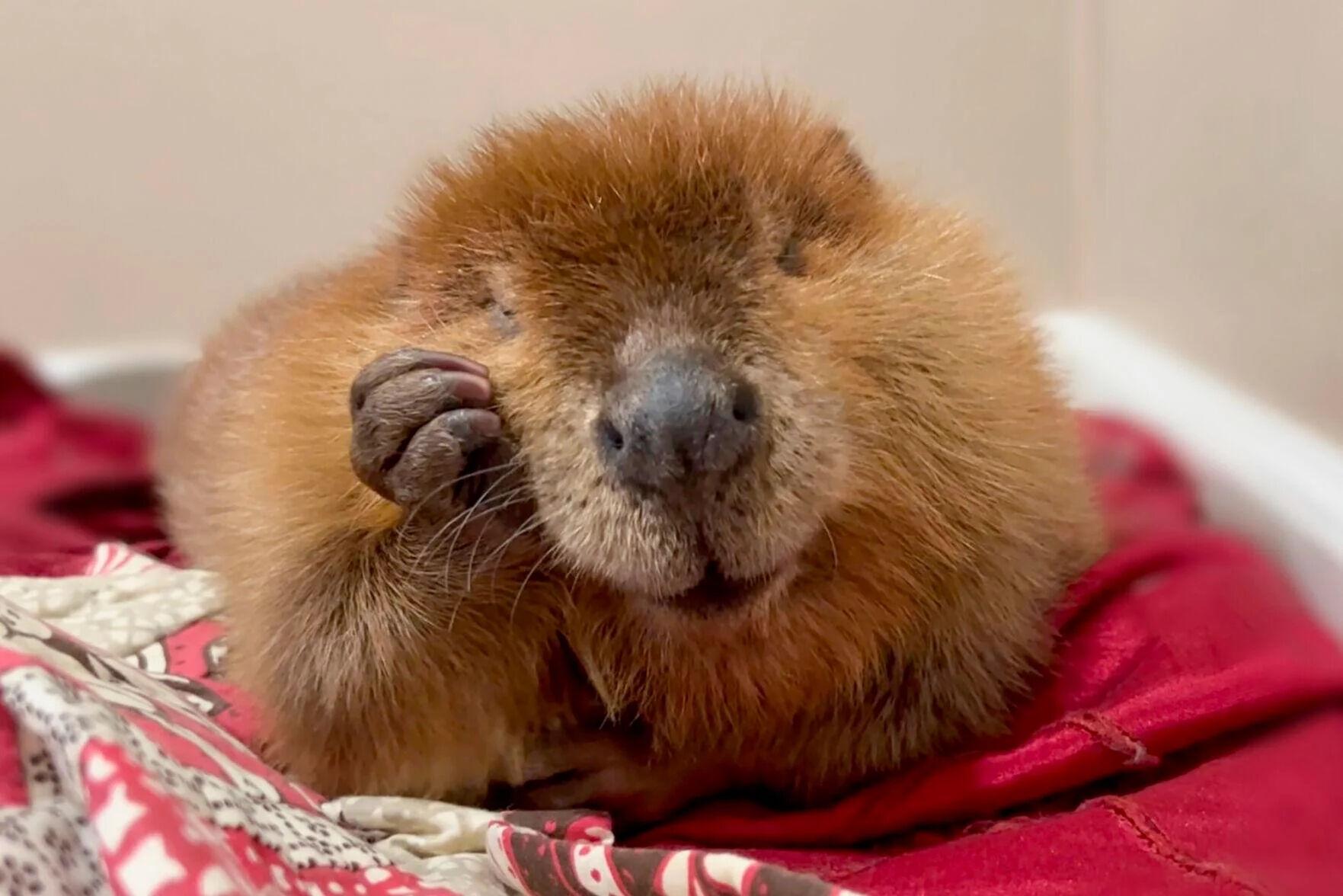 Now a national sensation, Nibi the beaver wins reprieve as educational ...