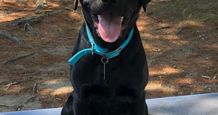 Topsfield welcomes comfort dog Aster | News | salemnews.com