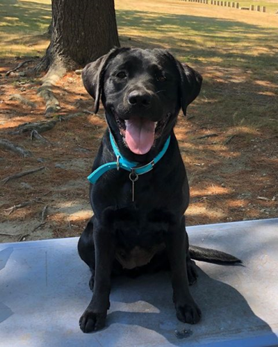Topsfield welcomes comfort dog Aster | News | salemnews.com