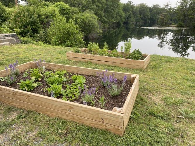 Peabody Girl Scouts make way for monarch butterflies | News | salemnews.com