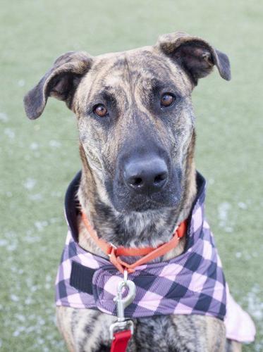 Shelter resuming pet adoptions — by appointment only | Local News ...