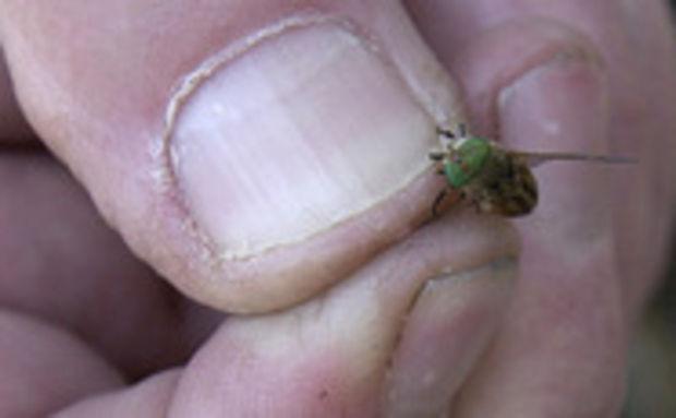 That stings: Greenhead flies are early this year | Local News ...