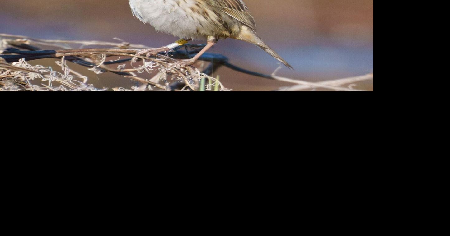 Bird Watch: Sightings from the North Shore and beyond | Lifestyles ...