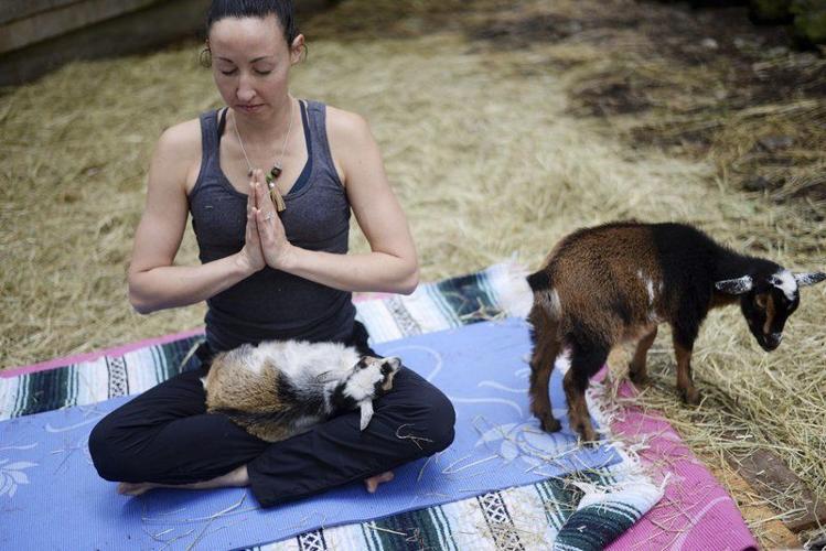 Goat pose: Goat yoga offers relaxation, baby goat cuteness | Local News ...