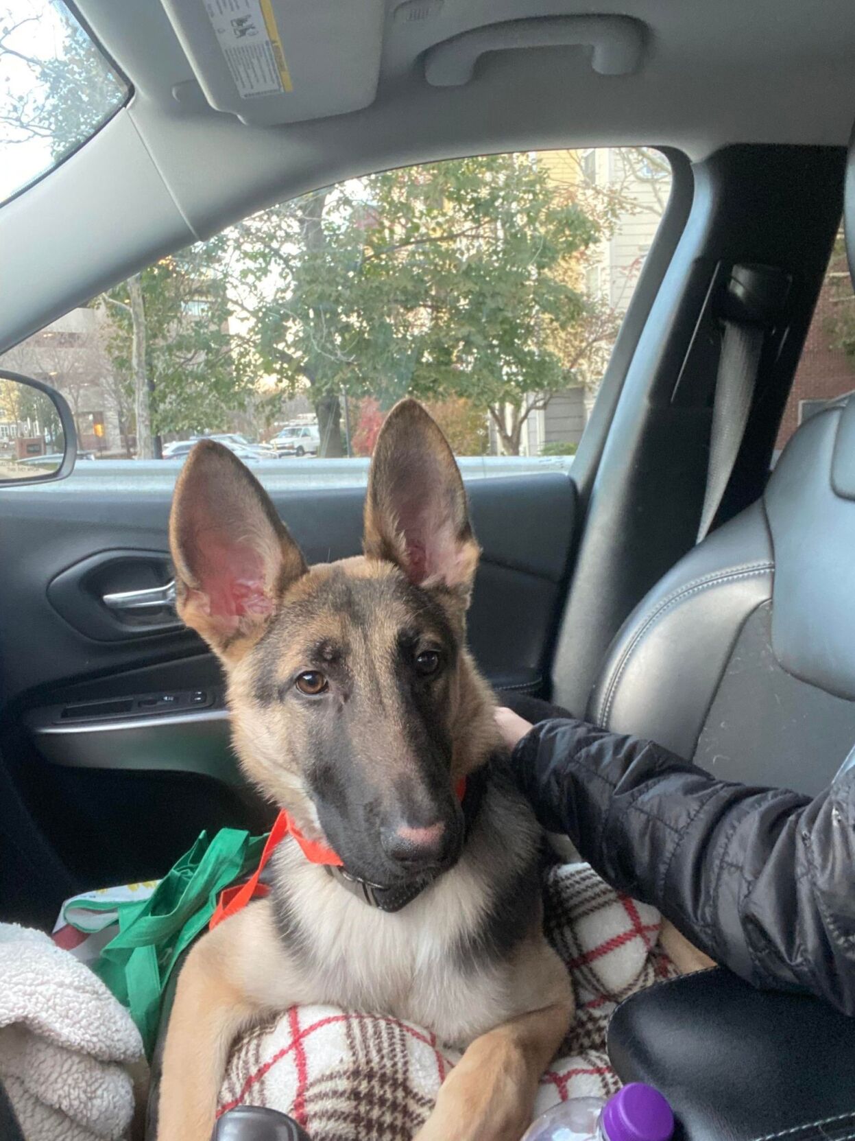 Owner of abandoned dog to face charges | News | salemnews.com