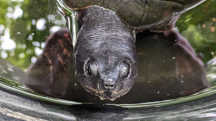 Endangered turtle species found in Ipswich River | News | salemnews.com