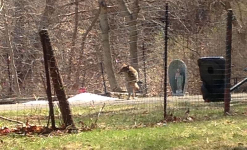 Coyote attacks dog walking with owner in Salem | Local News | salemnews.com