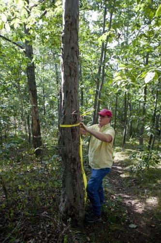 Into the deep woods of South Salem | Local News | salemnews.com