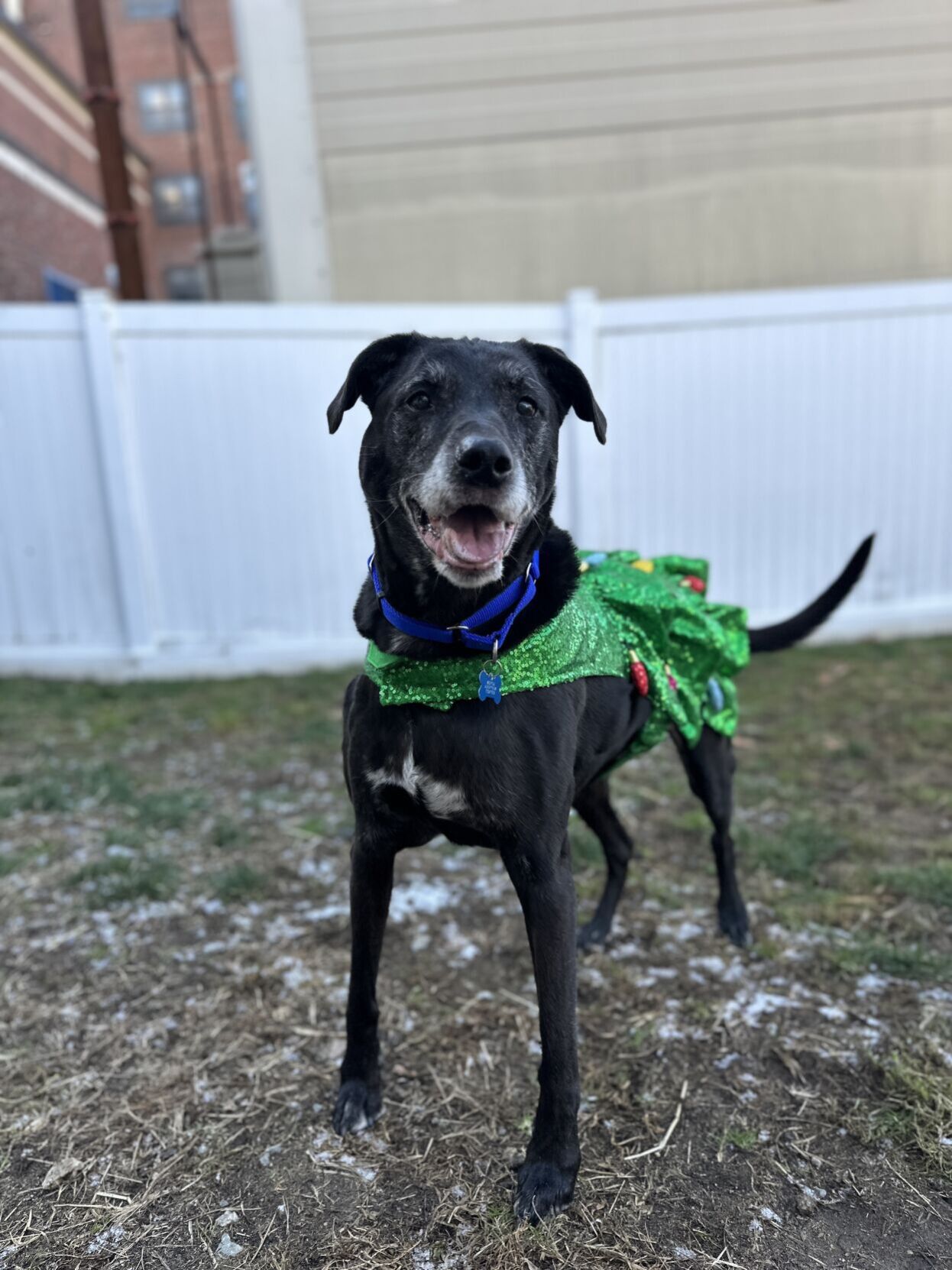 MSPCA-Angell waiving adult dog adoption fees | Local News | salemnews.com